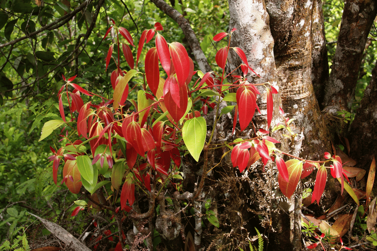 A Guide to Growing Cinnamon: From Planting to Harvesting | Wikifarmer