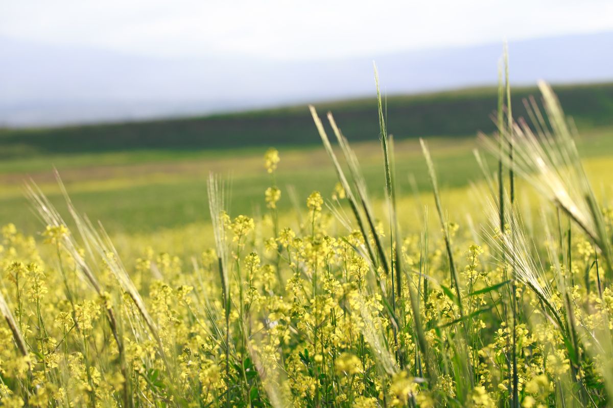 Canola Weed Management | Wikifarmer