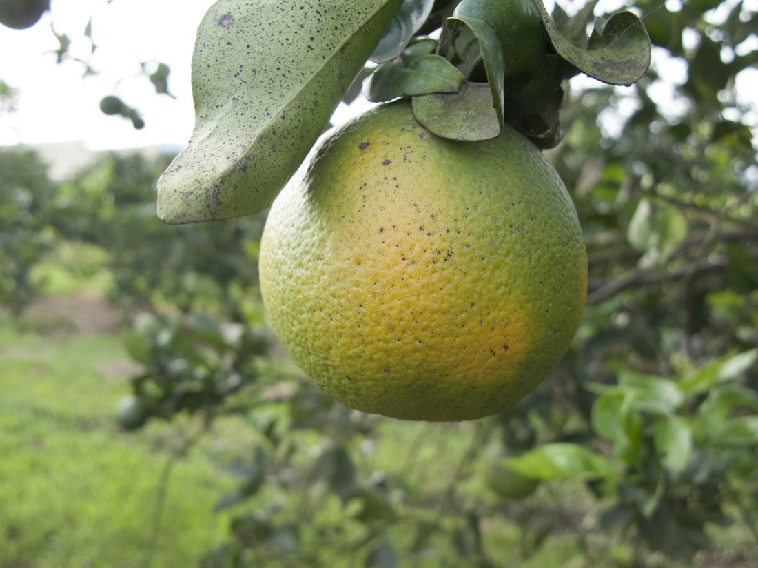 Citrus Greening and Its Management in Citrus Trees | Wikifarmer