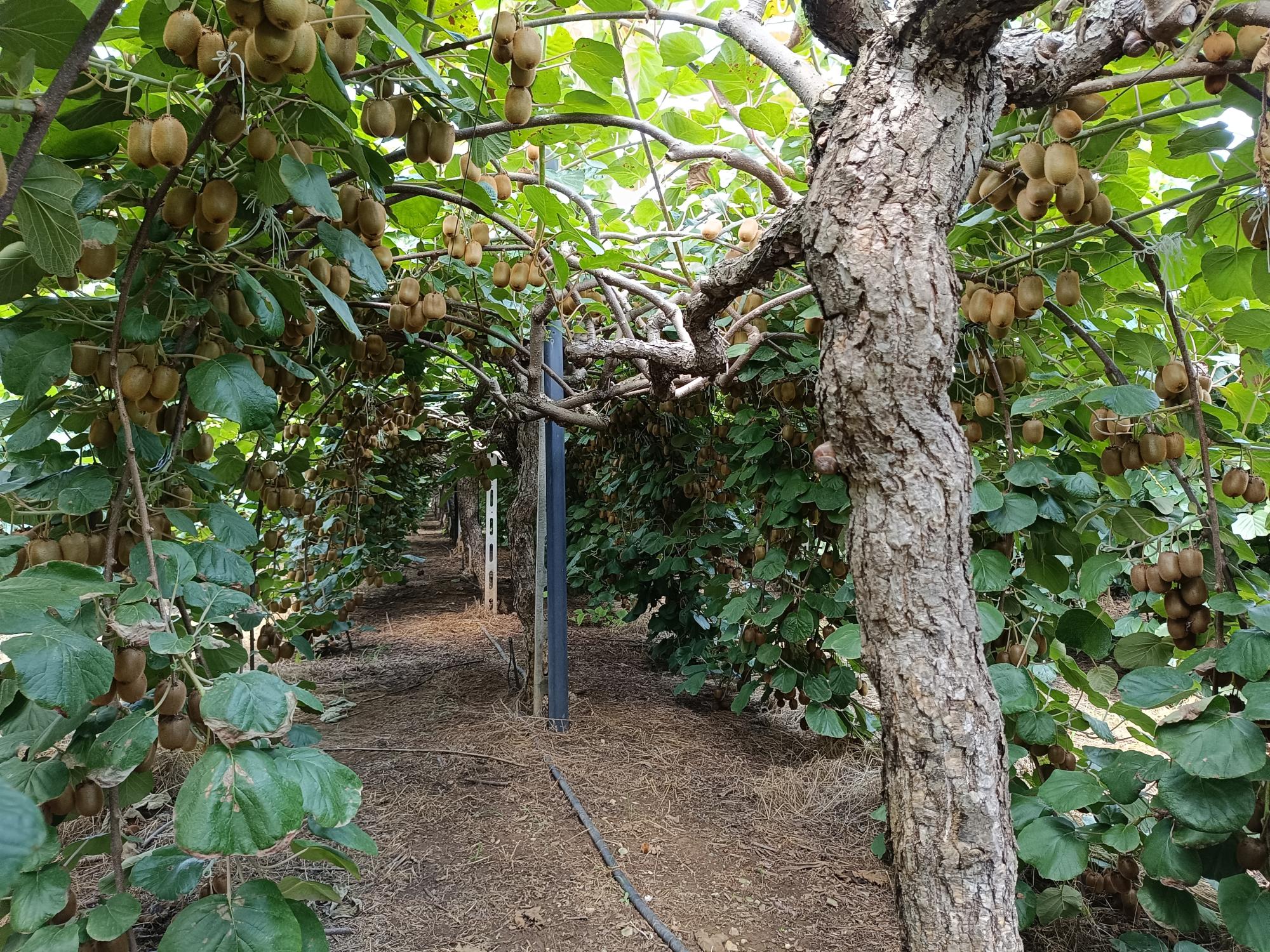 Formation et Taille pour les Plants de Kiwi | Wikifarmer