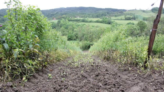 How to Cultivate Raspberries Commercially | Wikifarmer