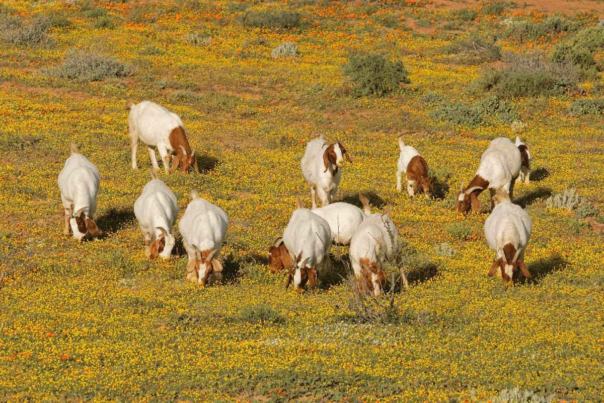 Livestock Welfare: Key Principles, Ethical Practices, and Strategies ...