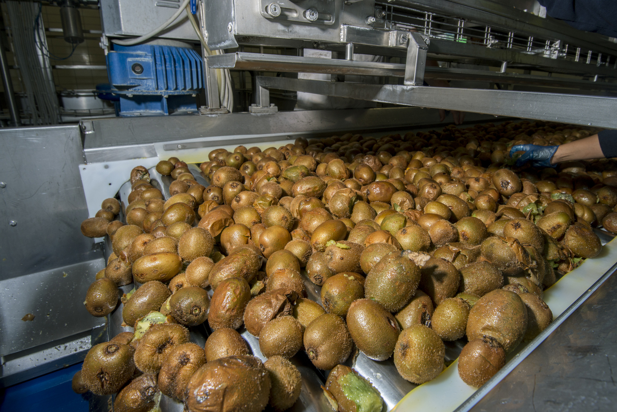 Microorganisms: Pioneers of Zero-Waste Food Processing | Wikifarmer