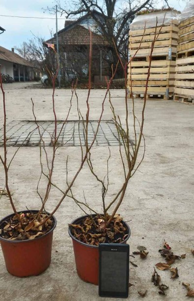 Raspberries Propagation and Pollination | Wikifarmer