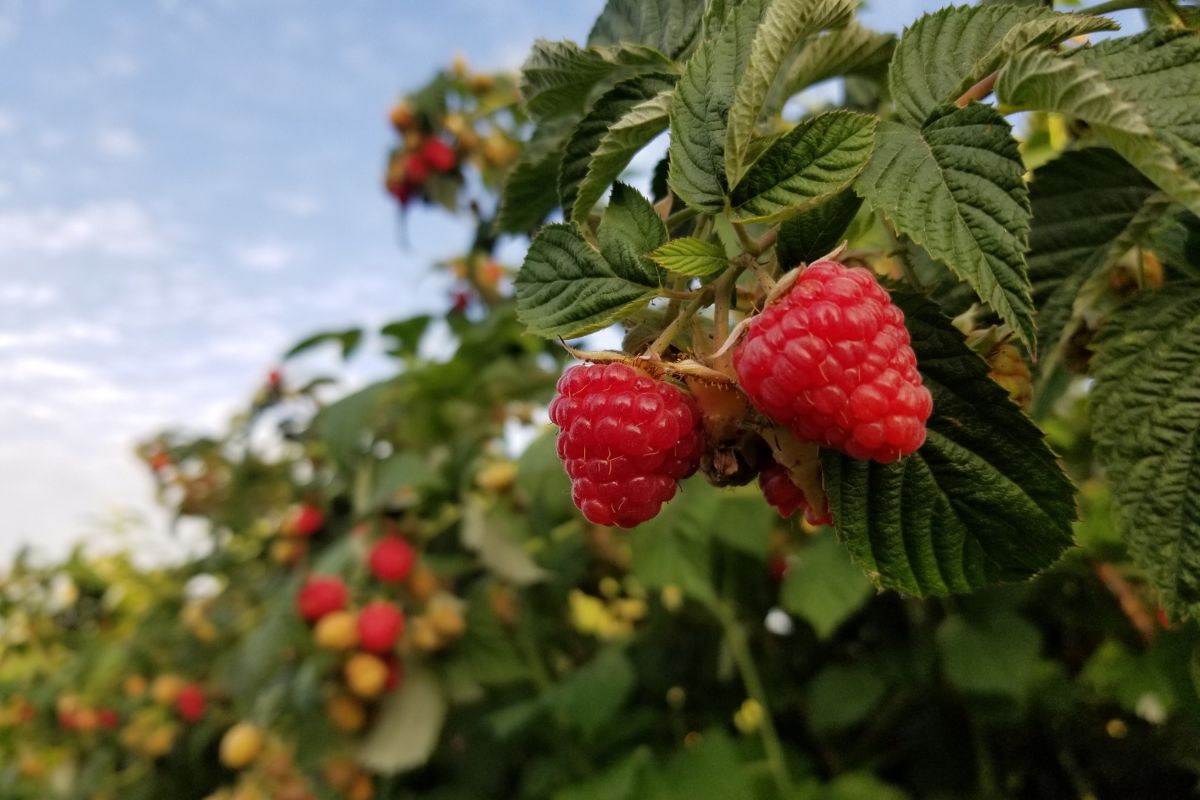Raspberry Plant Information and Variety Selection | Wikifarmer