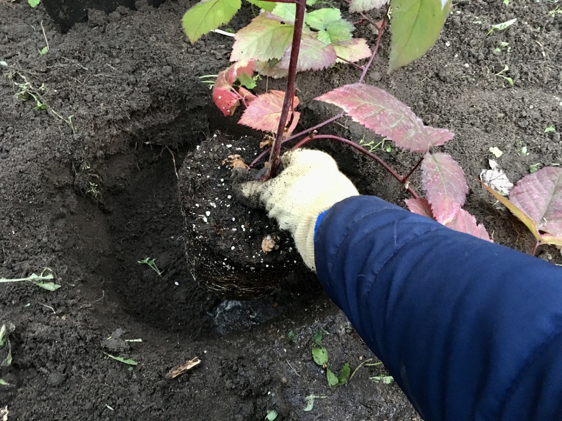 Raspberry Soil Requirements, Site Preparation and Planting | Wikifarmer