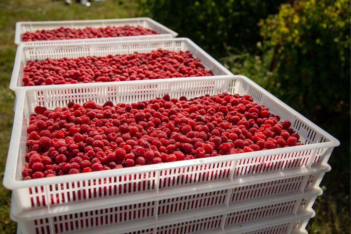Raspberry Yield, Harvest, and Storage | Wikifarmer