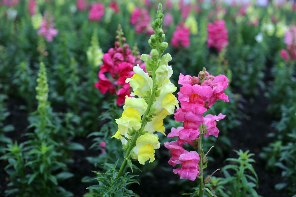 Snapdragon (Antirrhinum majus): Plant Care, Growth Requirements, and ...
