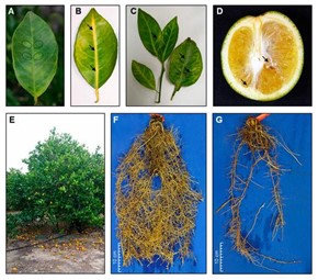 Citrus Greening and Its Management in Citrus Trees | Wikifarmer