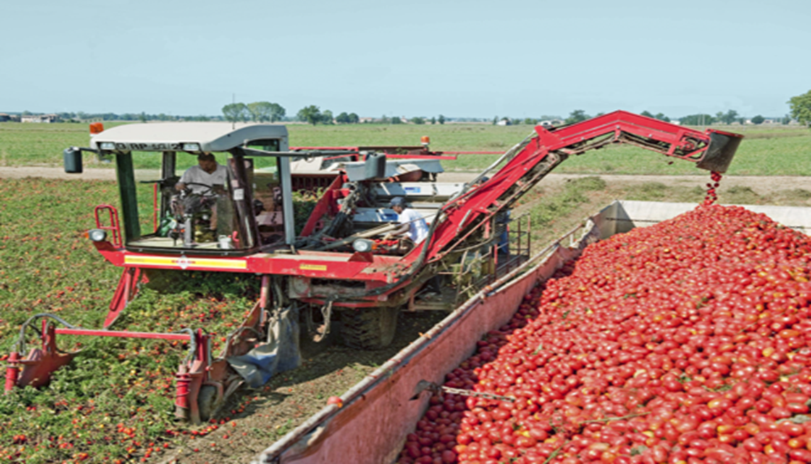 Key Breeding Traits and Future Prospects of Processing Tomatoes ...