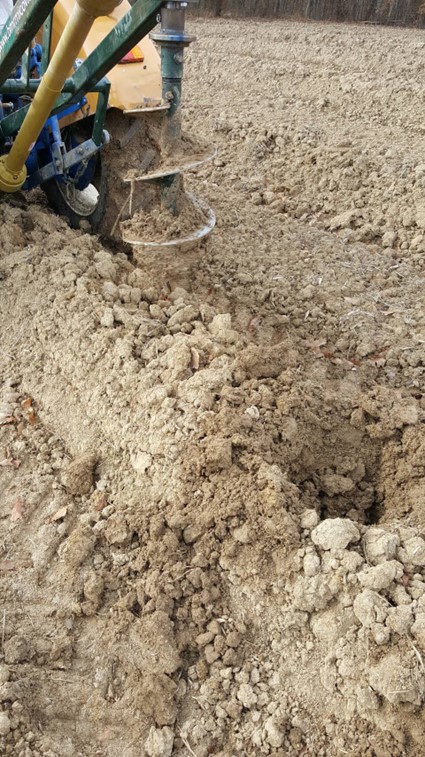 Raspberry Soil Requirements, Site Preparation and Planting | Wikifarmer