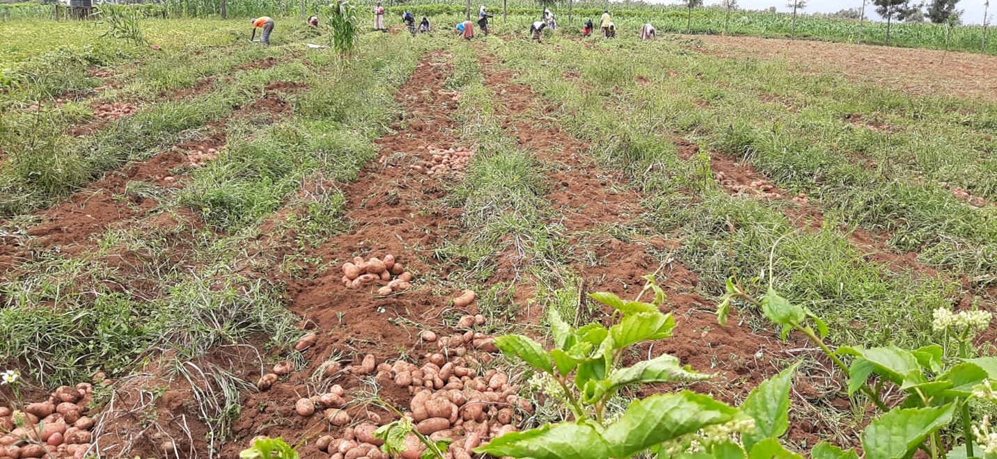 Potato Losses Across the Value Chain: Causes, Impacts, and Solutions ...