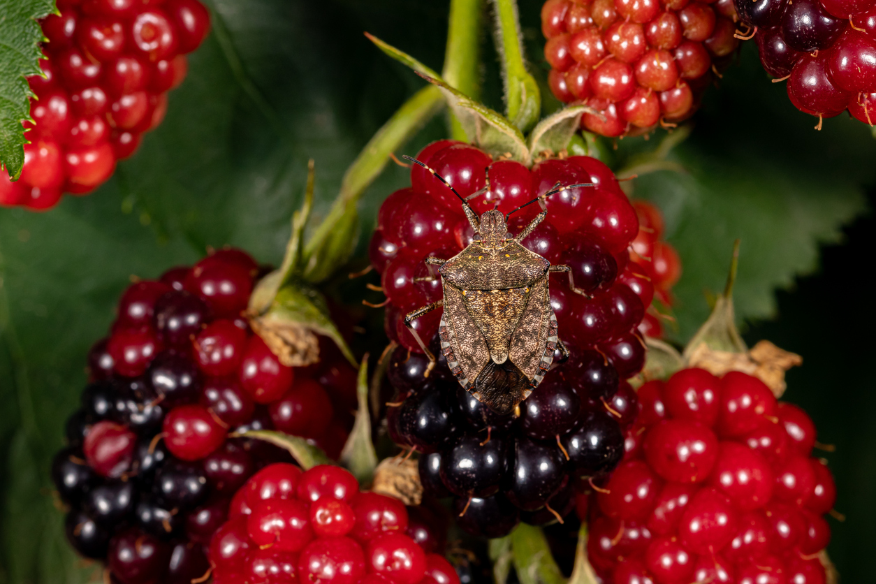 Blackberry Pests, Diseases and Weed Management | Wikifarmer