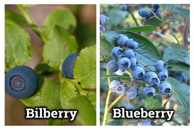 Blueberries vs. Bilberries- Are blueberries and bilberries the same ...