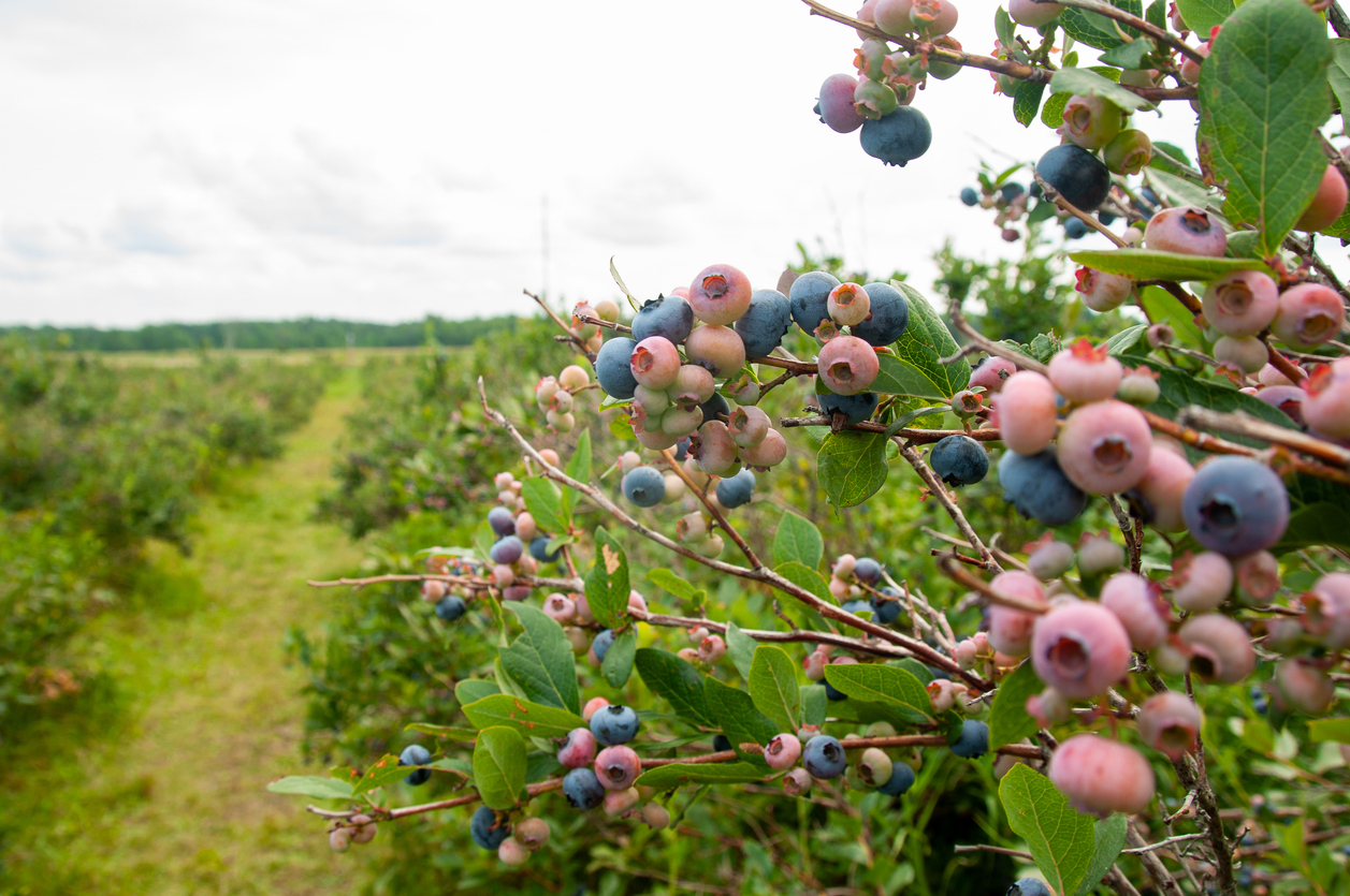 Blueberry Plant Information-How to Identify Blueberry Plants | Wikifarmer