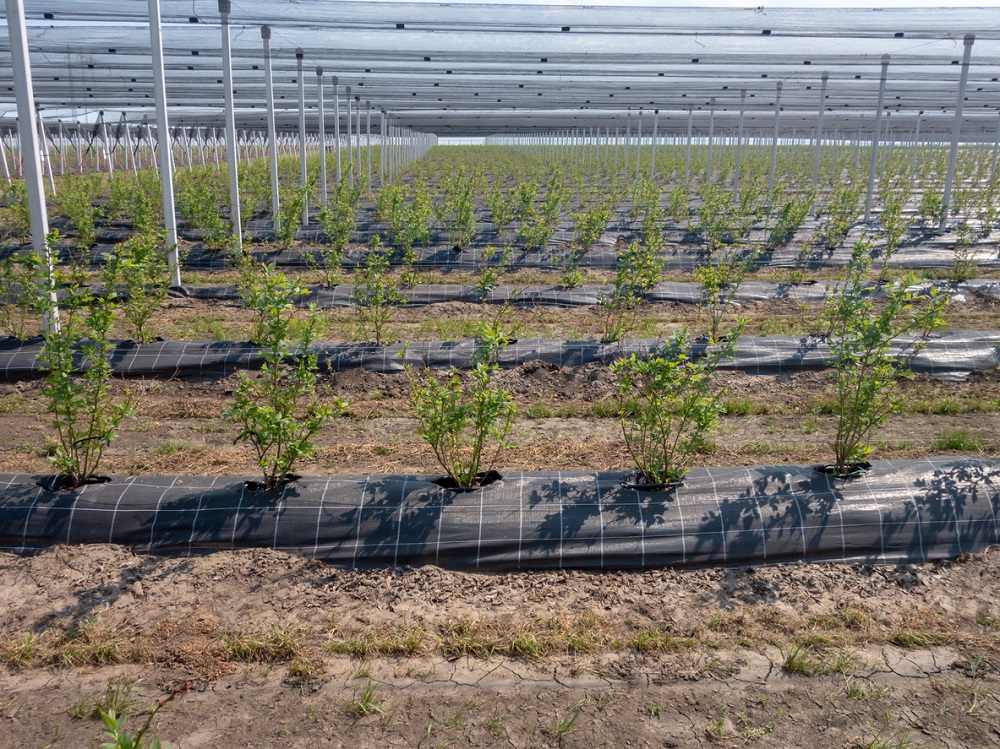 Blueberry Soil Conditions and Site Selection | Wikifarmer