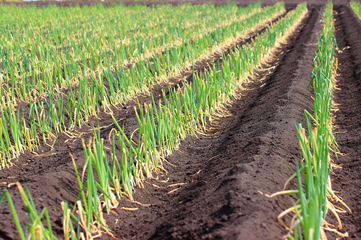 Commercial Onion Farming - How to Grow Onions for Profit | Wikifarmer