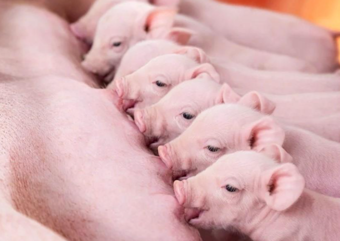 Essential Nursery Management Practices to Boost Pig Health and ...