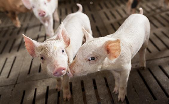 Essential Nursery Management Practices to Boost Pig Health and ...