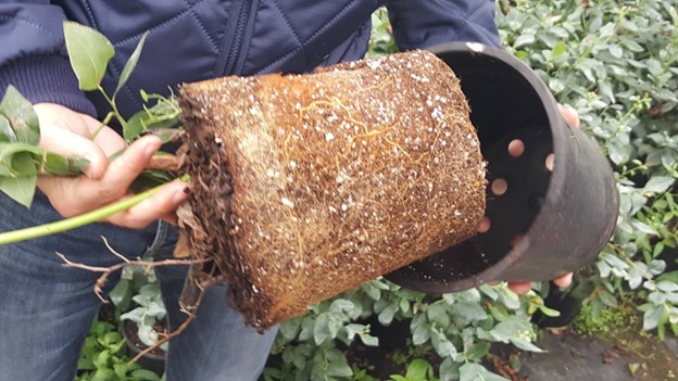 Blueberries Propagation and Pollination | Wikifarmer