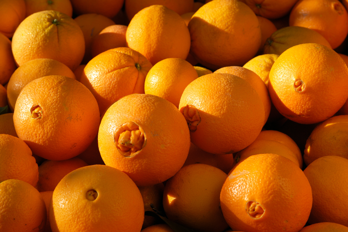 How to Select the Best Orange Variety | Wikifarmer