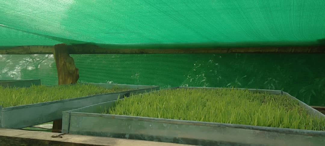 Hydroponic Fodder Production in Namwala District: A Game Changer for ...