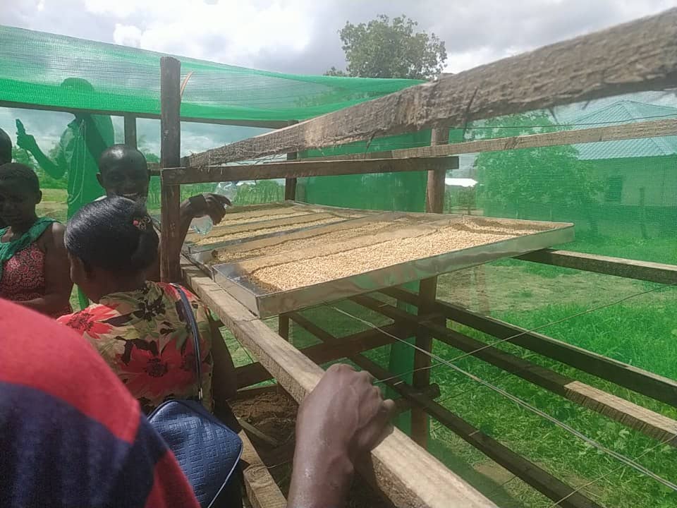 Hydroponic Fodder Production in Namwala District: A Game Changer for ...