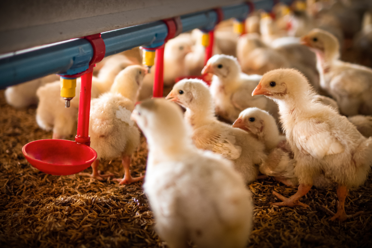Impact of Vitamin and Mineral Imbalances on Poultry Lameness: Causes ...