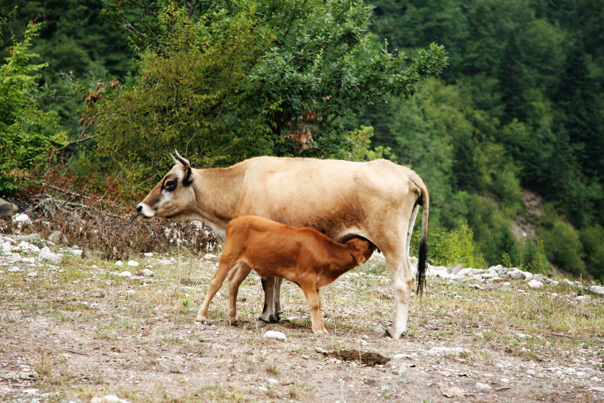 Improving Dairy Cow Nutrition: The Roles of Rumen Degradable Protein ...