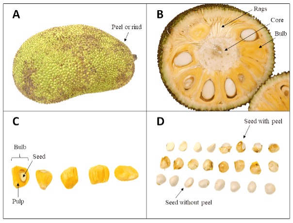 Jackfruit (Jack Meyvesi): Hindistan'ın Yerli Besleyici Meyvesi | Wikifarmer