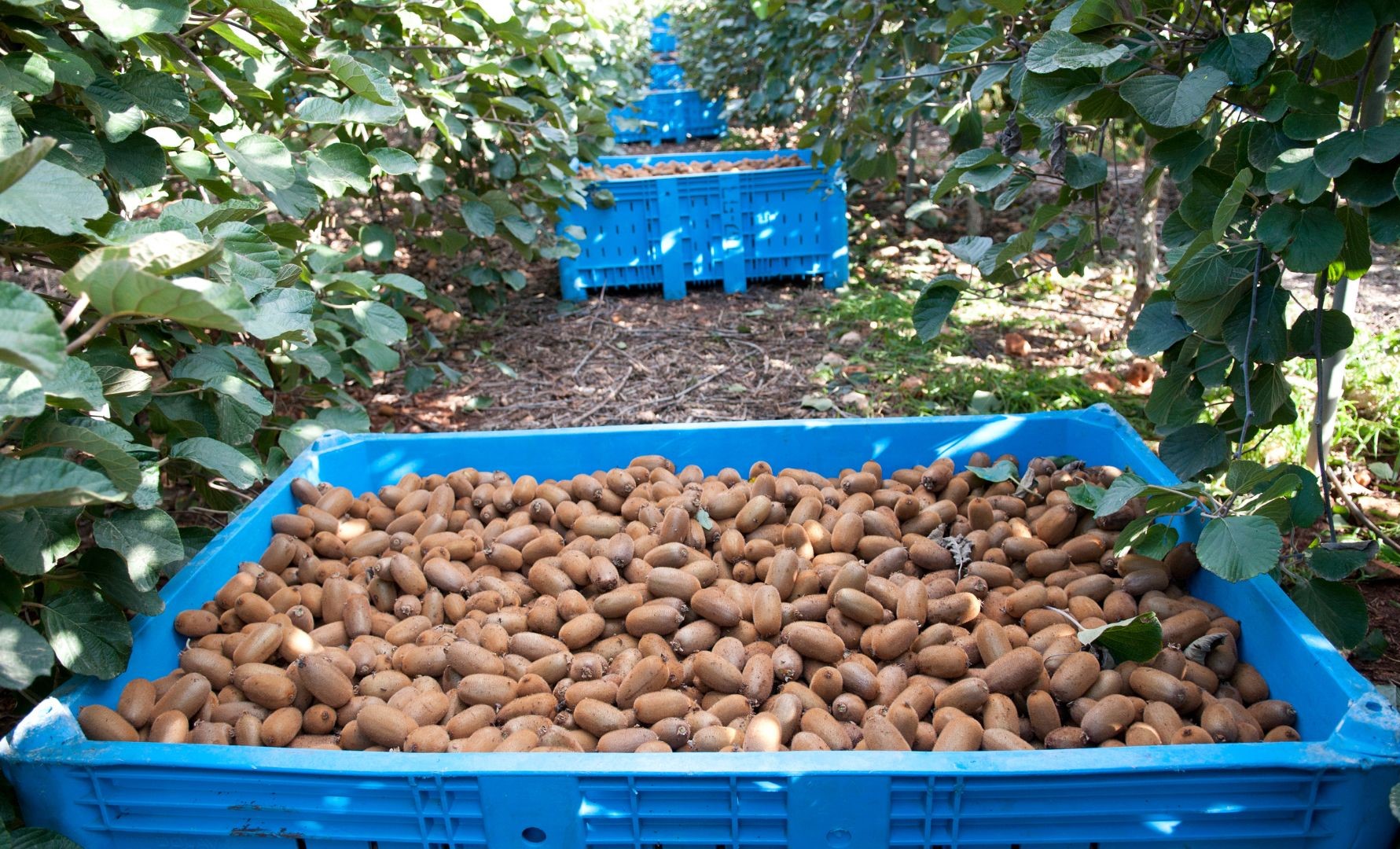 Kivide Verim, Hasat ve Depolama | Wikifarmer