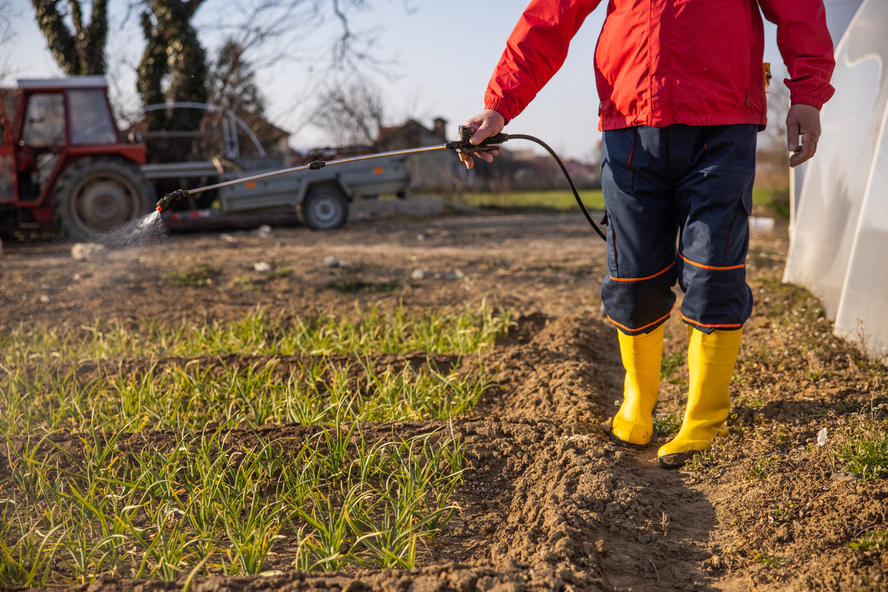 Major Onion Pests and Diseases and Sustainable Management Practices ...