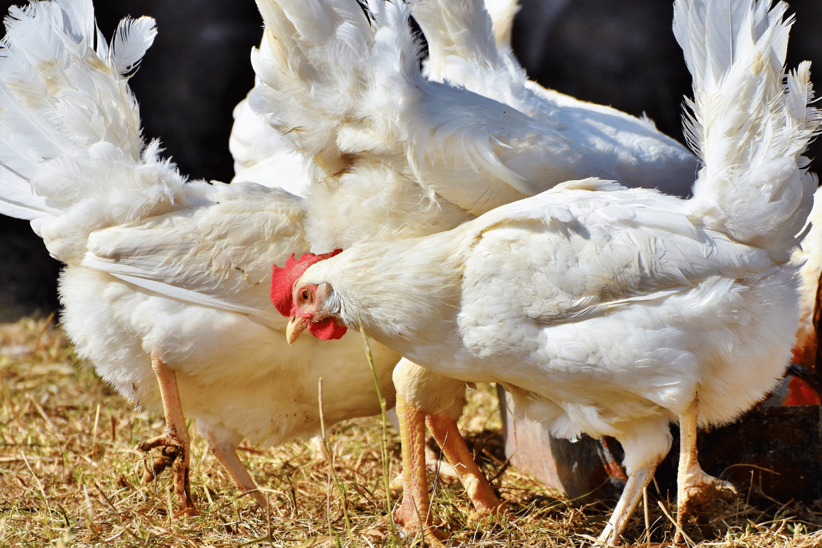 Molting in Chickens: Identification, Benefits, and Impact on Egg ...