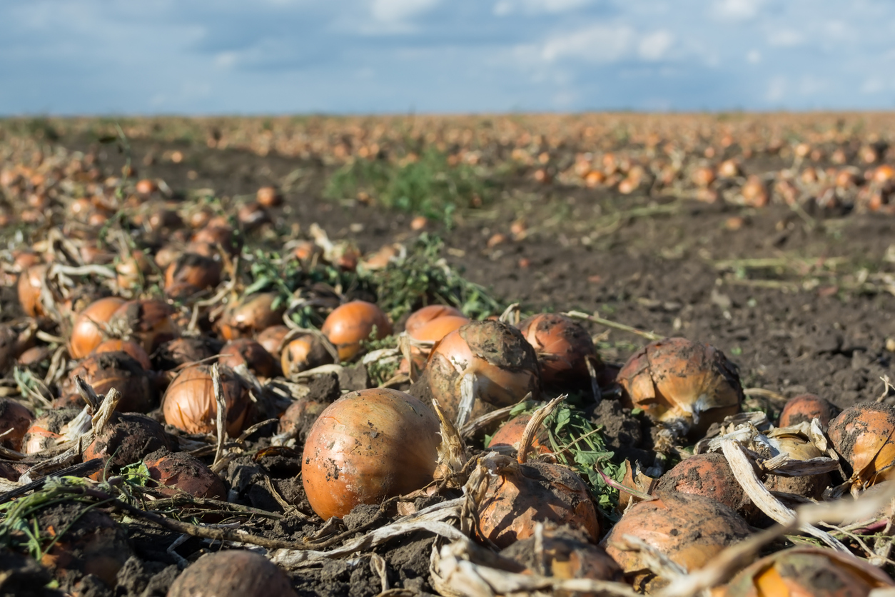Onion Harvest, Yields, and Storage | Wikifarmer