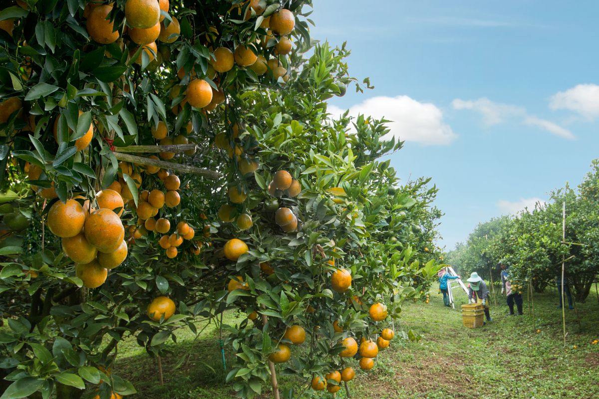 Orange Tree Harvest and Yields | Wikifarmer