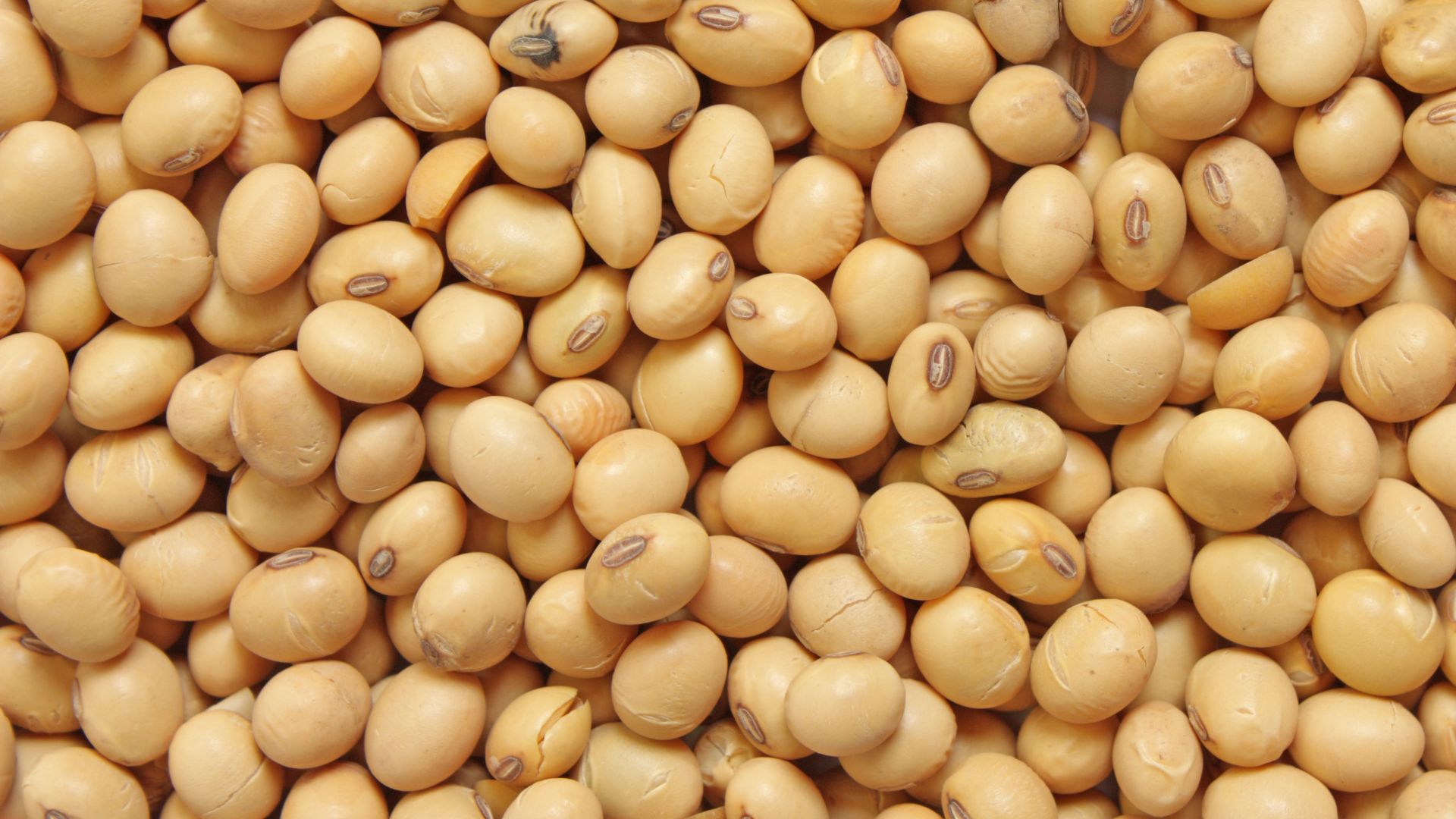 Tratamento de Sementes de Soja e seus Usos | Wikifarmer