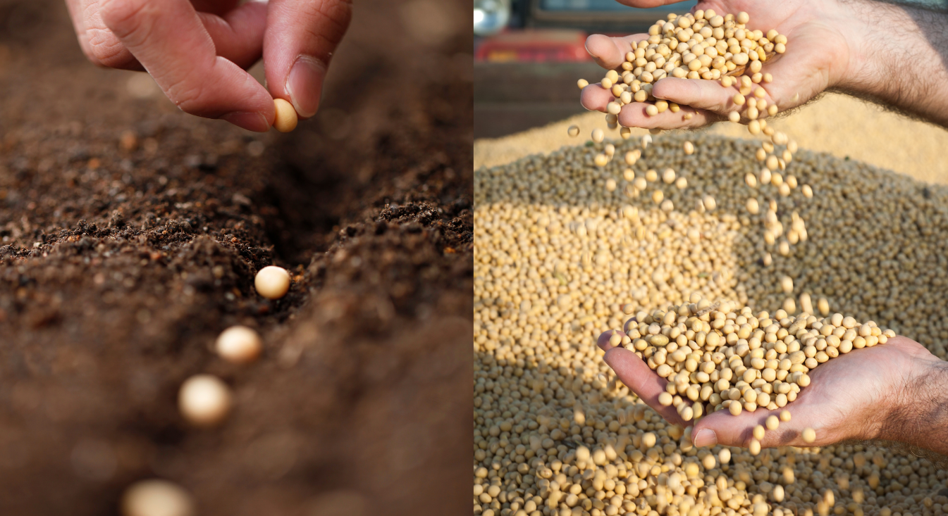Soya Fasulyesi Ekim Öncesi Uygulamaları: Toprak Hazırlığı, Ekim ...