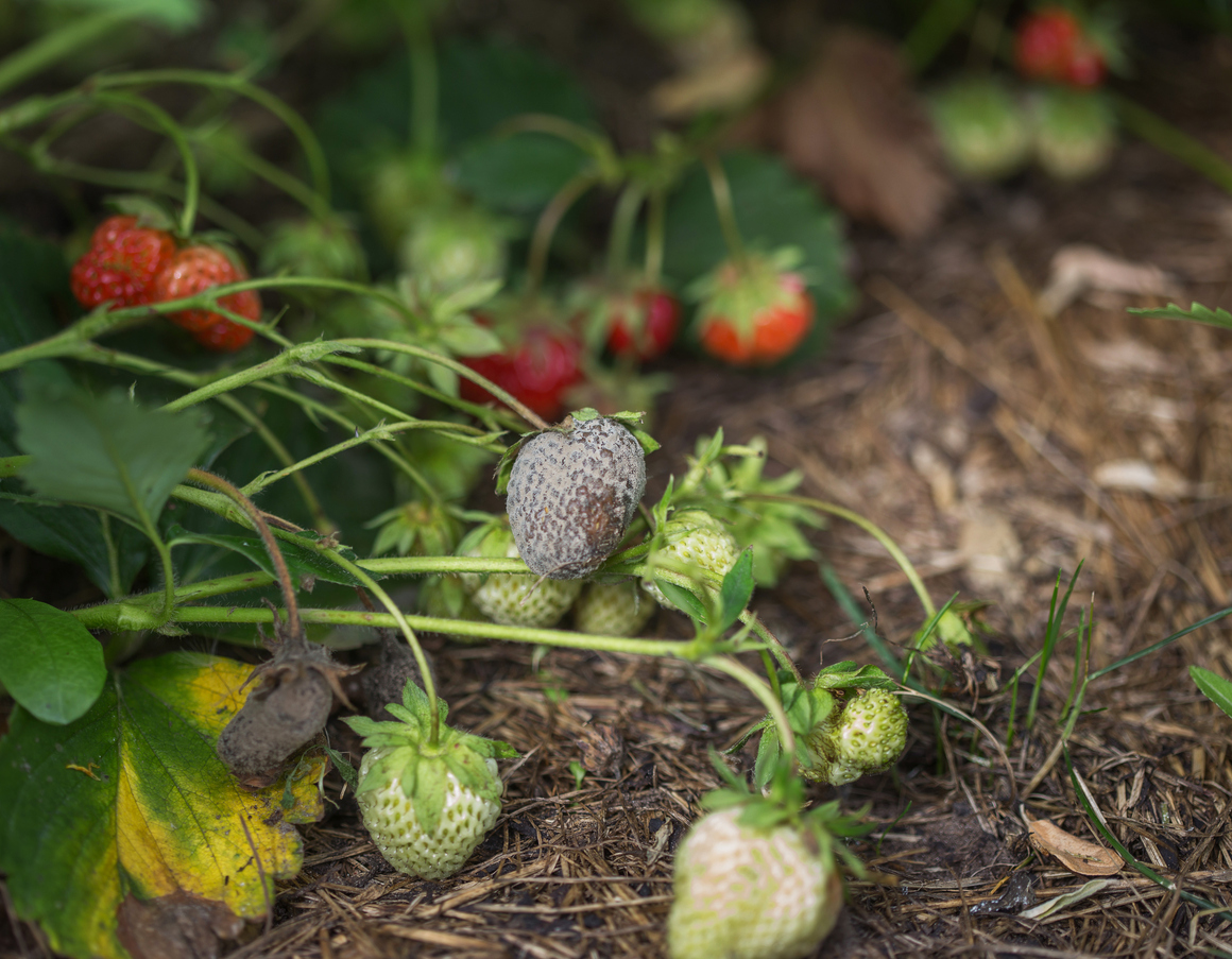 The Most Important Strawberry Pests & Diseases and Management ...