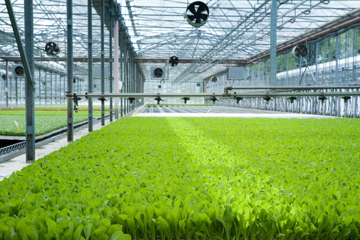 The Problem of Humidity in Greenhouses: Causes, Effects, and Solutions ...