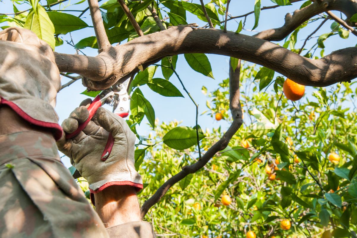Training and Pruning Orange Trees | Wikifarmer