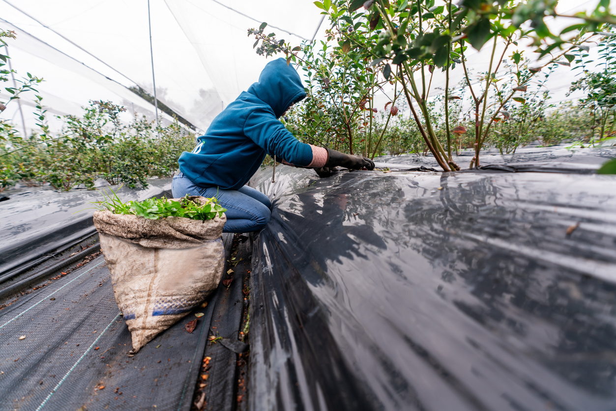 Blueberries Pests, Diseases, and Weed Management | Wikifarmer