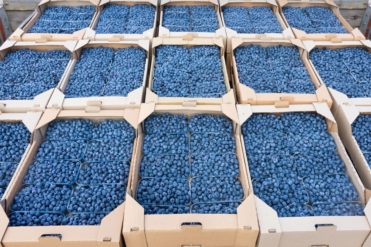 Blueberries Harvest, Yield, and Storage | Wikifarmer