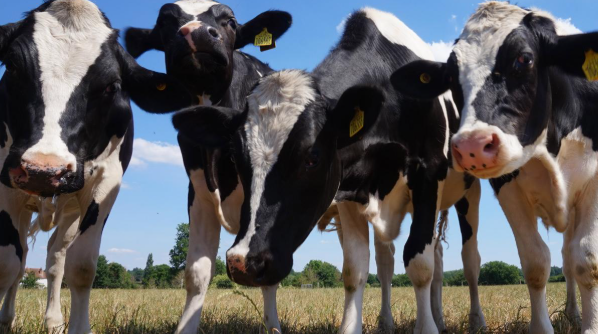 Improving Dairy Cow Nutrition: The Roles of Rumen Degradable Protein ...