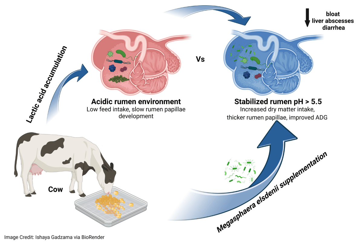 𝘔𝘦𝘨𝘢𝘴𝘱𝘩𝘢𝘦𝘳𝘢 𝘦𝘭𝘴𝘥𝘦𝘯𝘪𝘪: A Probiotic Solution for Rumen Health and Feed ...