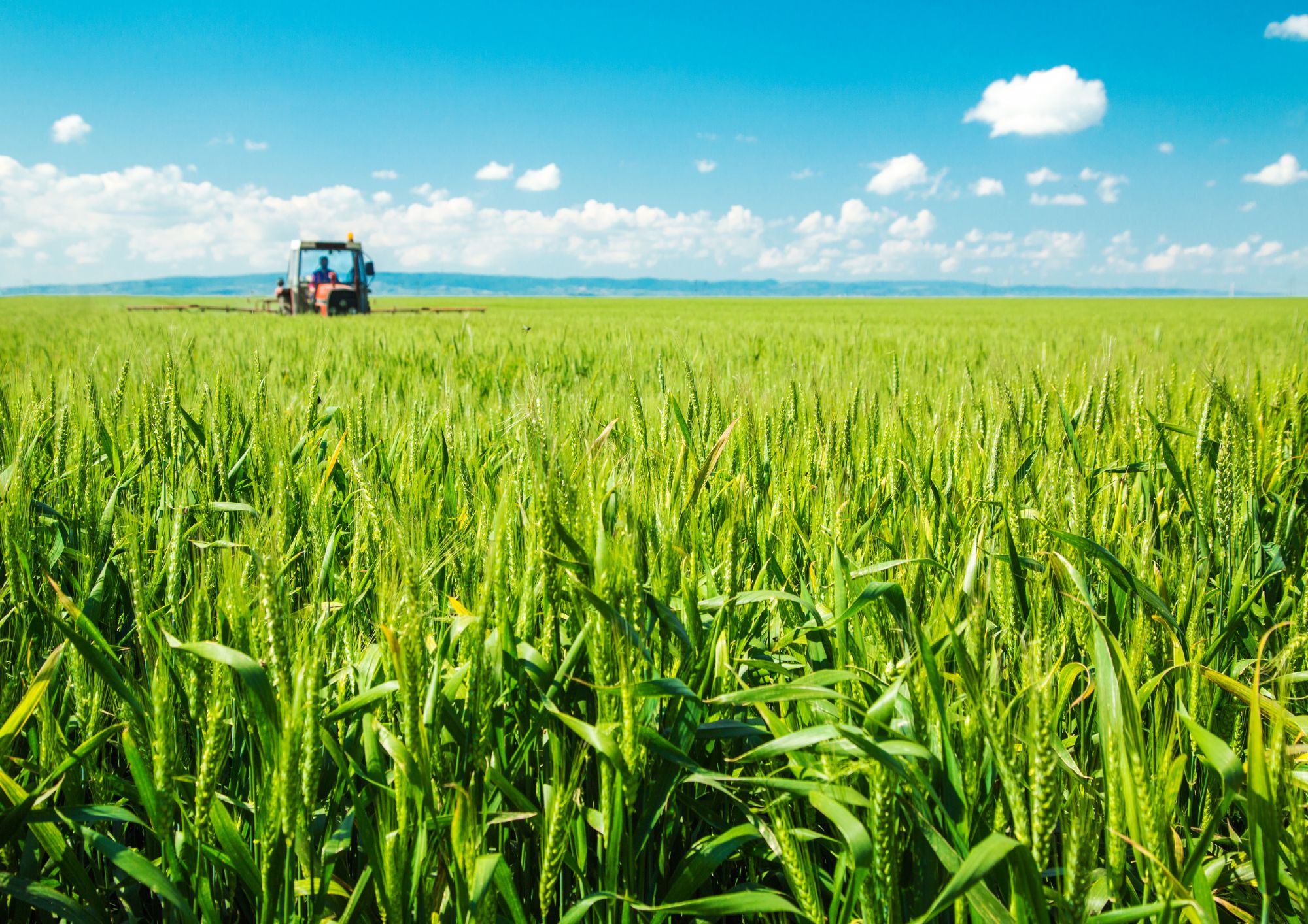 AI-Powered Wheat Growth Prediction Using the BBCH Scale for Better Crop ...