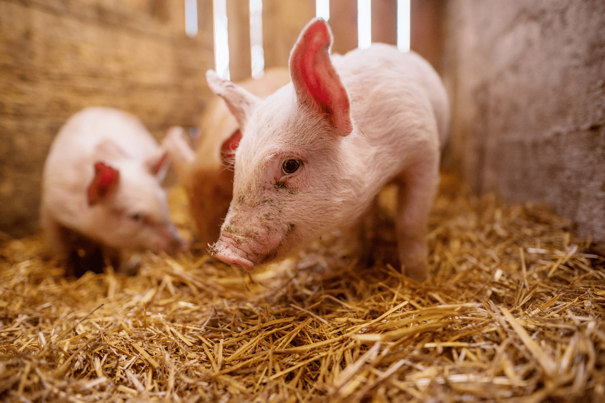 Best Practices for Selecting and Managing Breeding Pigs | Wikifarmer