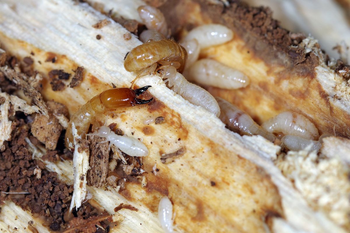 Termites: How to Identify, Prevent, and Control Infestations in Homes ...