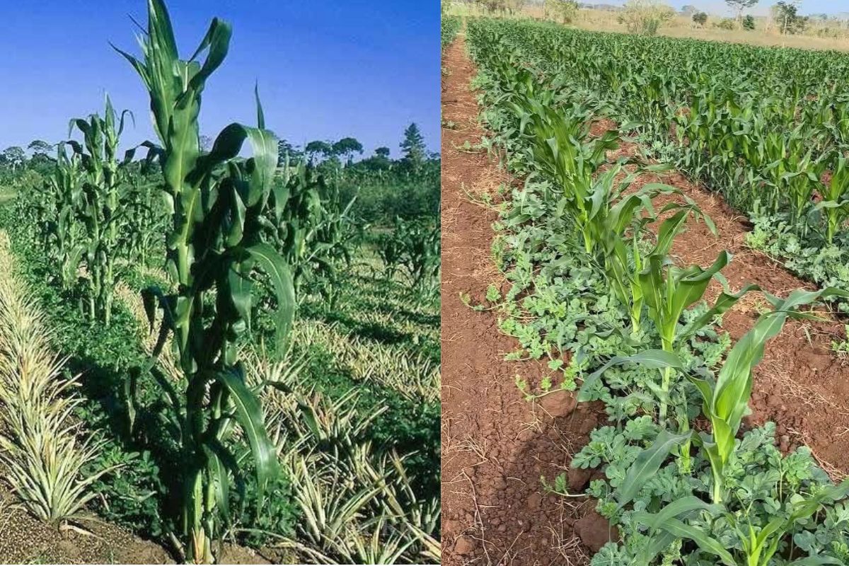 The Powerful Strategy of Intercropping Maize and Watermelon | Wikifarmer