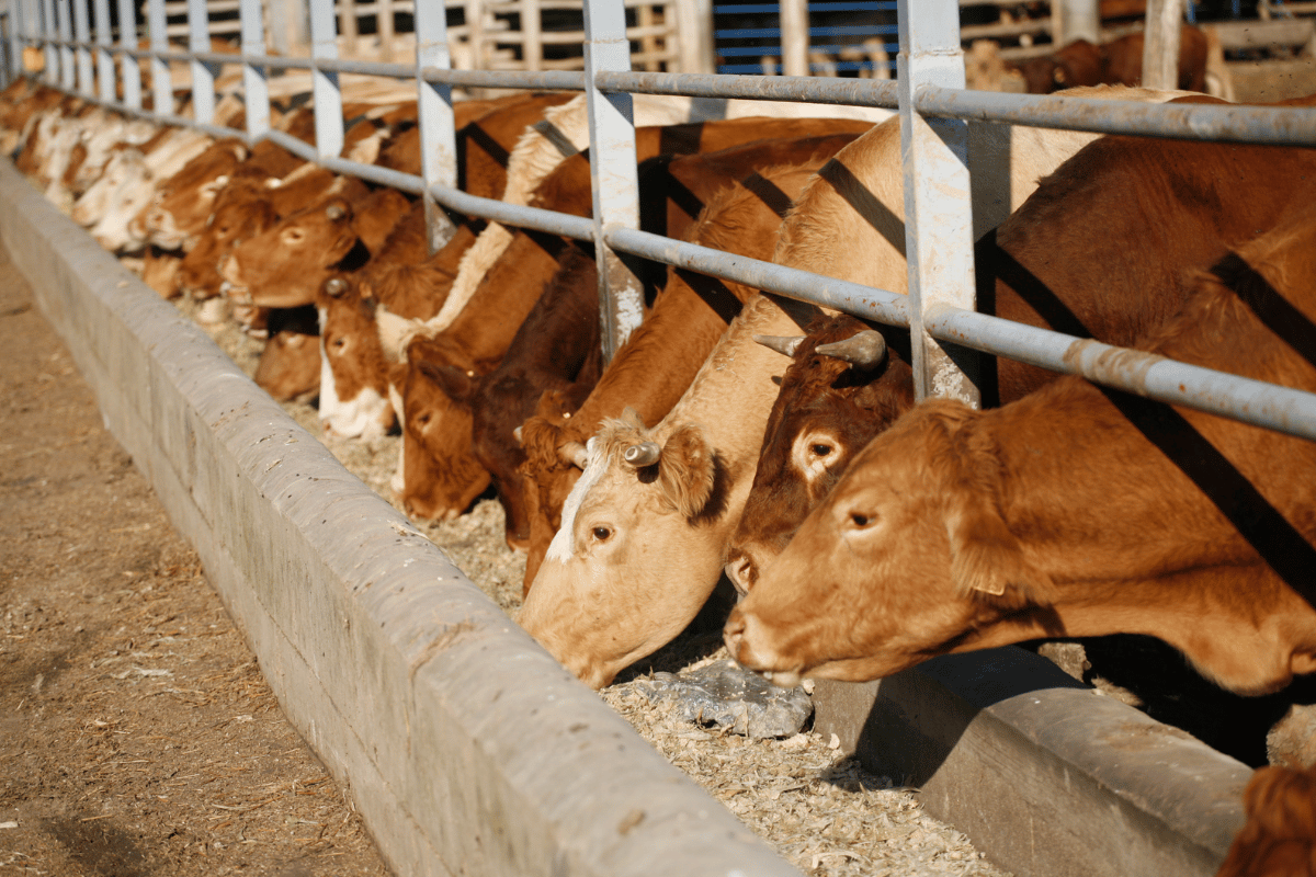 Utilizing Agro-Industrial by-Products in Ruminant Nutrition: A ...