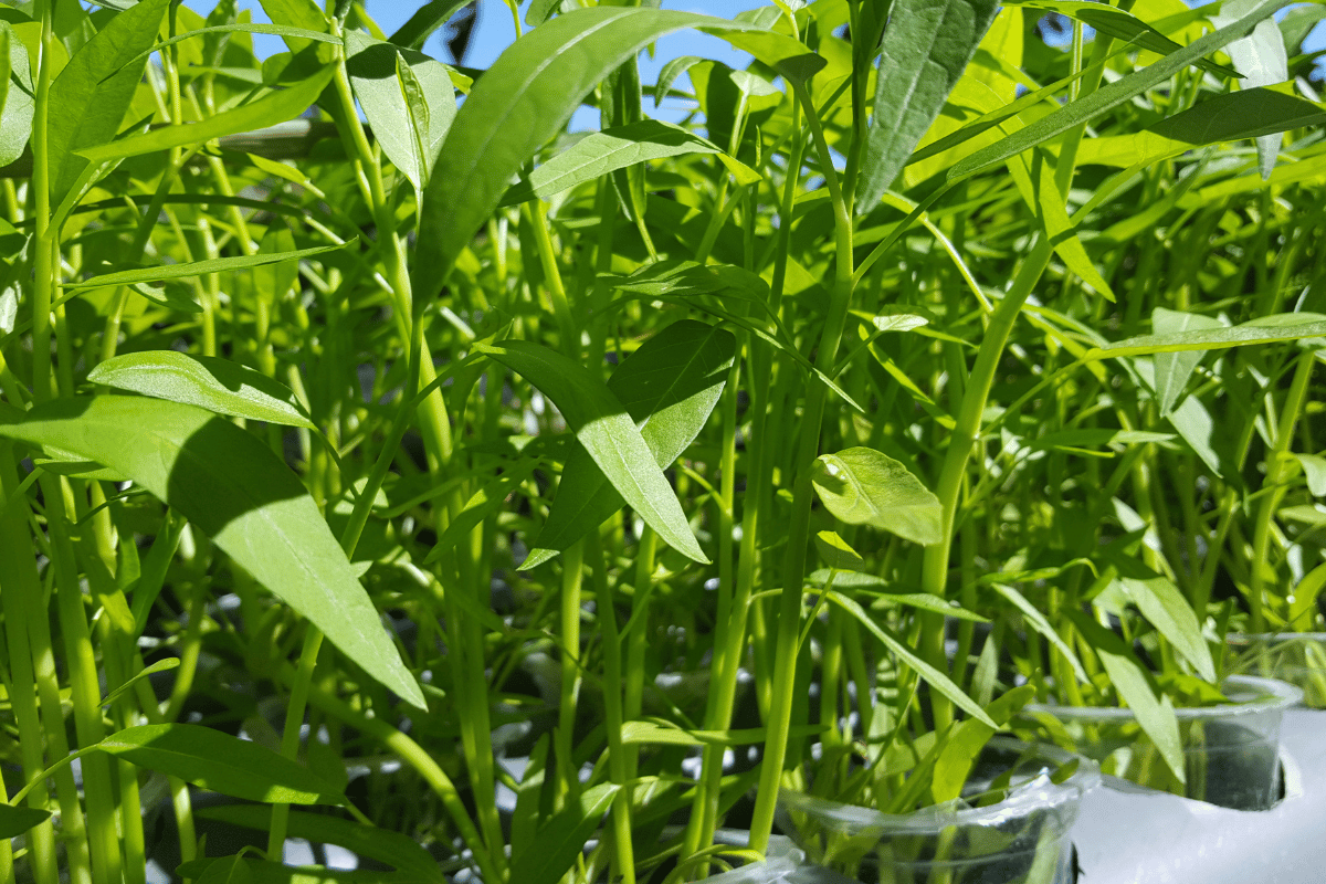 Water-Efficient Capillary Wick Irrigation System for Smallholder ...